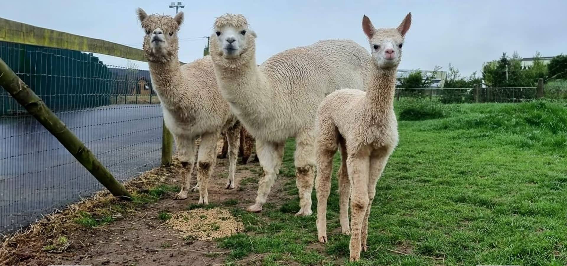 Ardmore Open Farm and Mini Zoo - Living Youghal